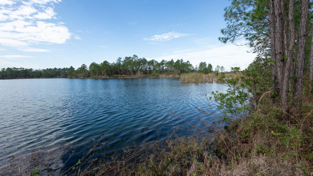 Conservation Florida, MDS Land Conservation Foundation launch ...