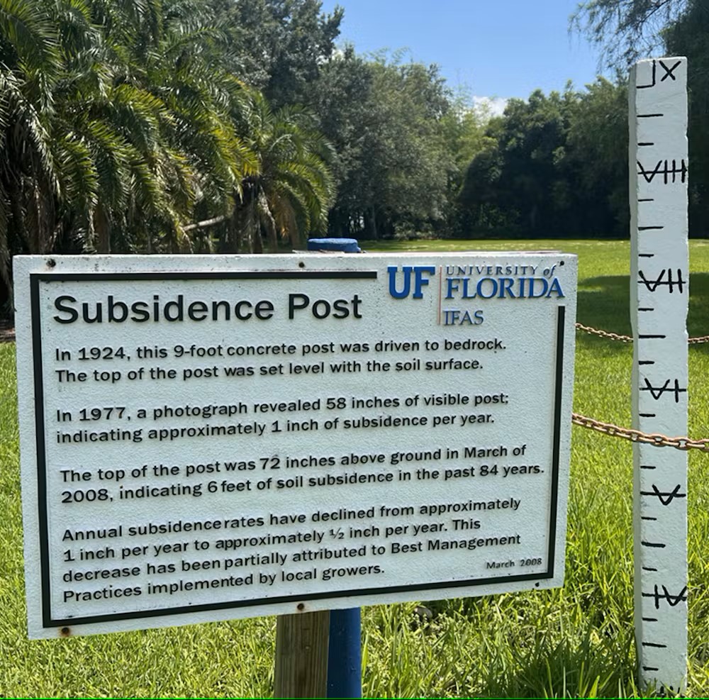 Good flooding? Scientists use rice cultivation to preserve soil in ...