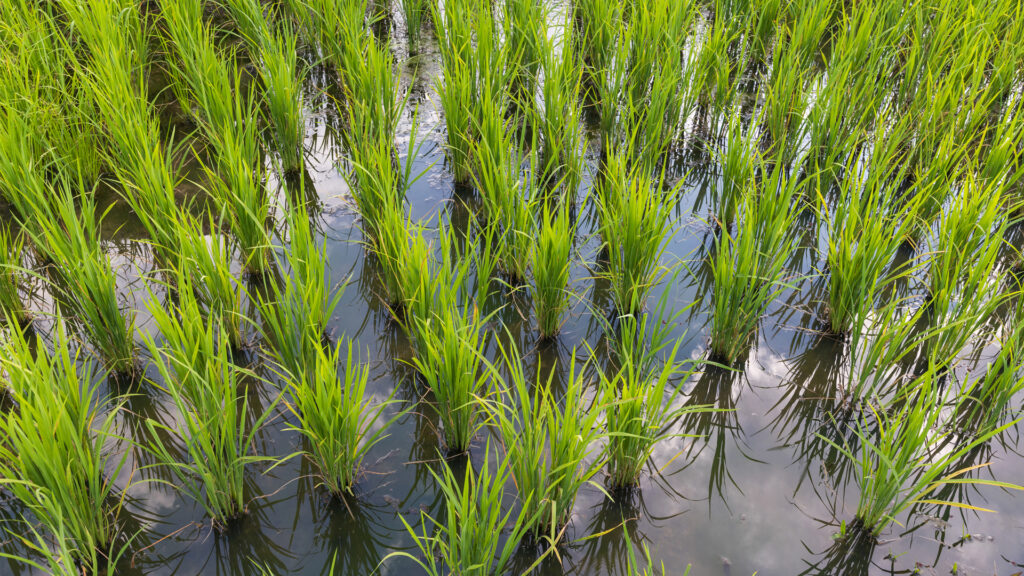 Good flooding? Scientists use rice cultivation to preserve soil in ...