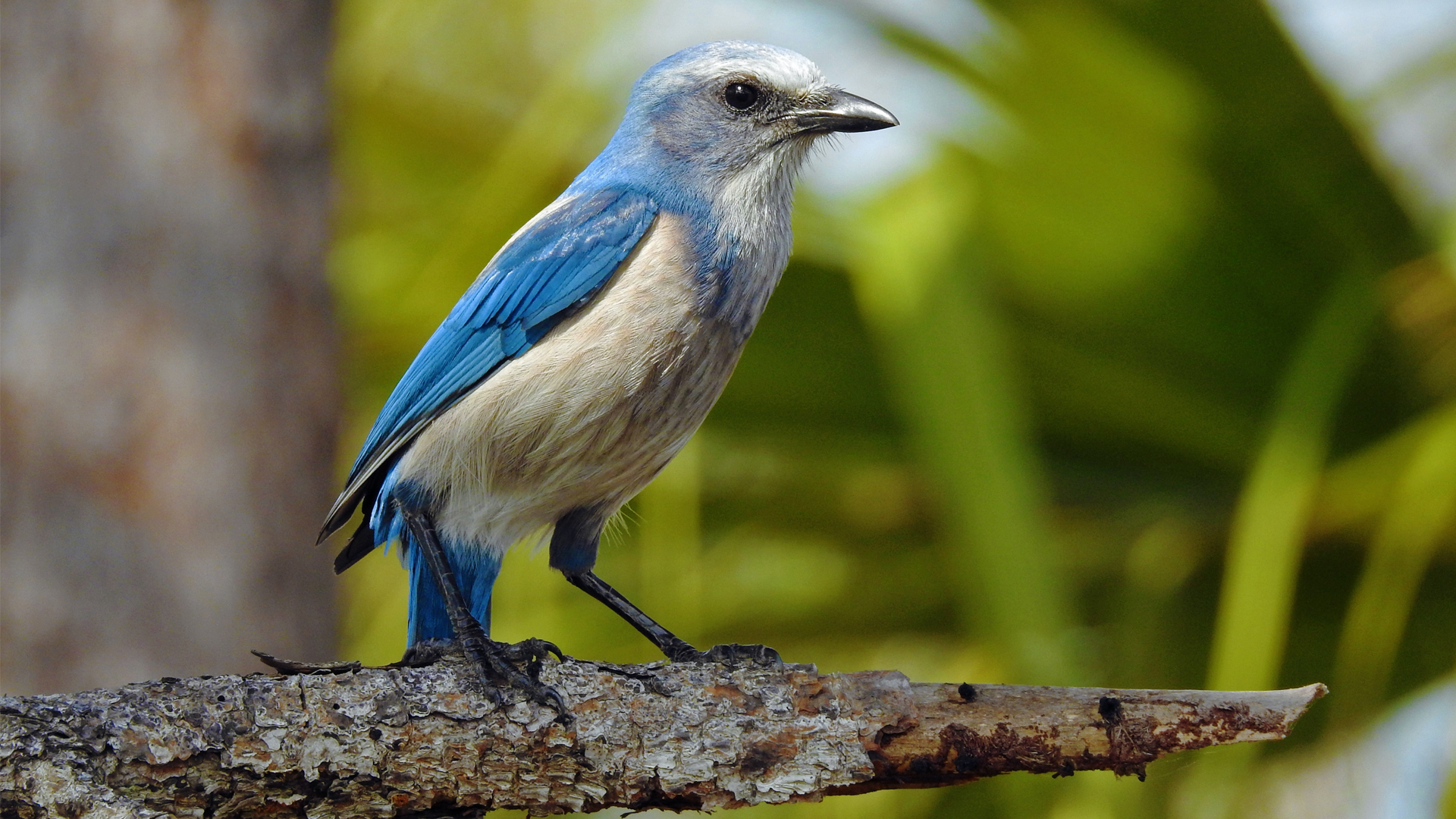 Florida’s Ice Age original: Scrub jay is the real state bird | The ...