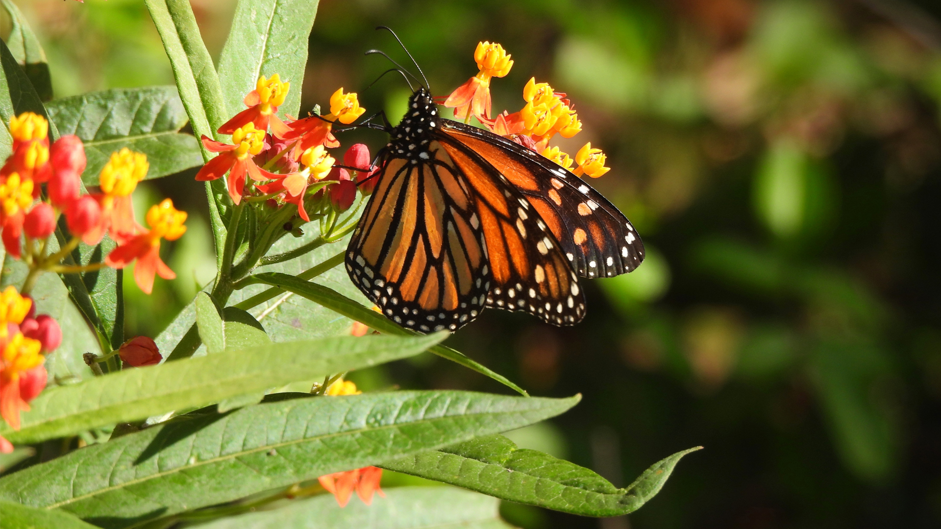 Federal protection for monarch butterflies could help or harm this ...