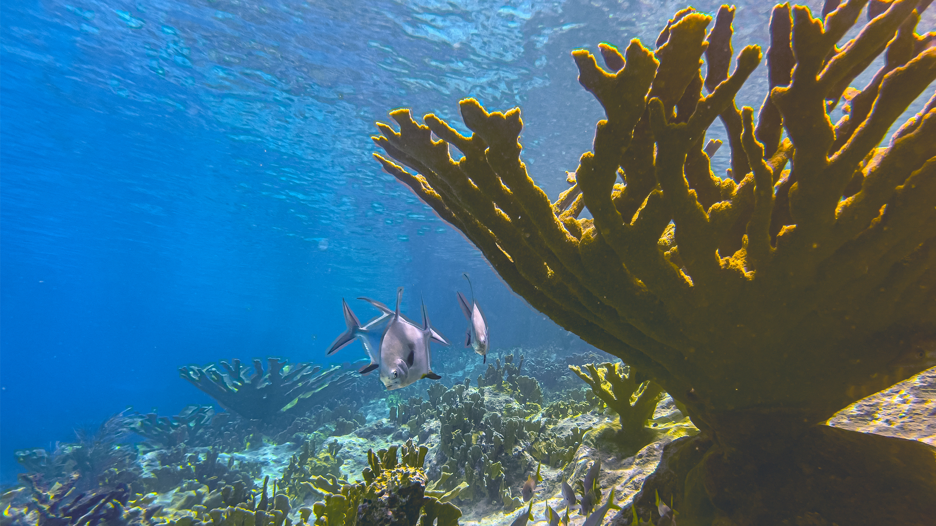 Study highlights key factors for successful restoration of elkhorn ...