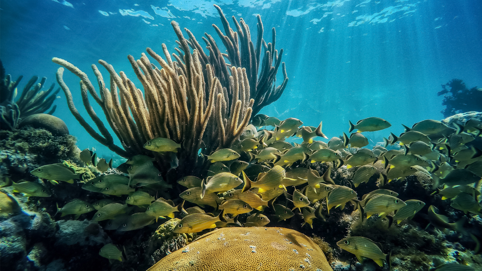 Suffocating seas: Low oxygen levels emerging as third major threat to ...
