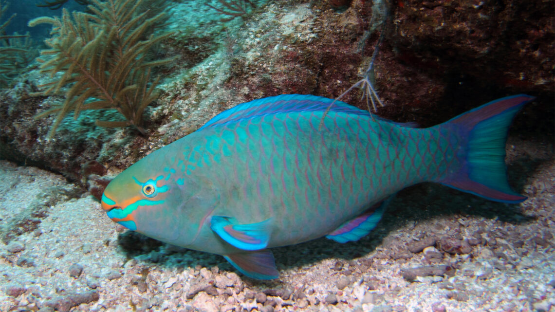 Parrotfish support healthy coral reefs, but they’re not a cure-all, and ...