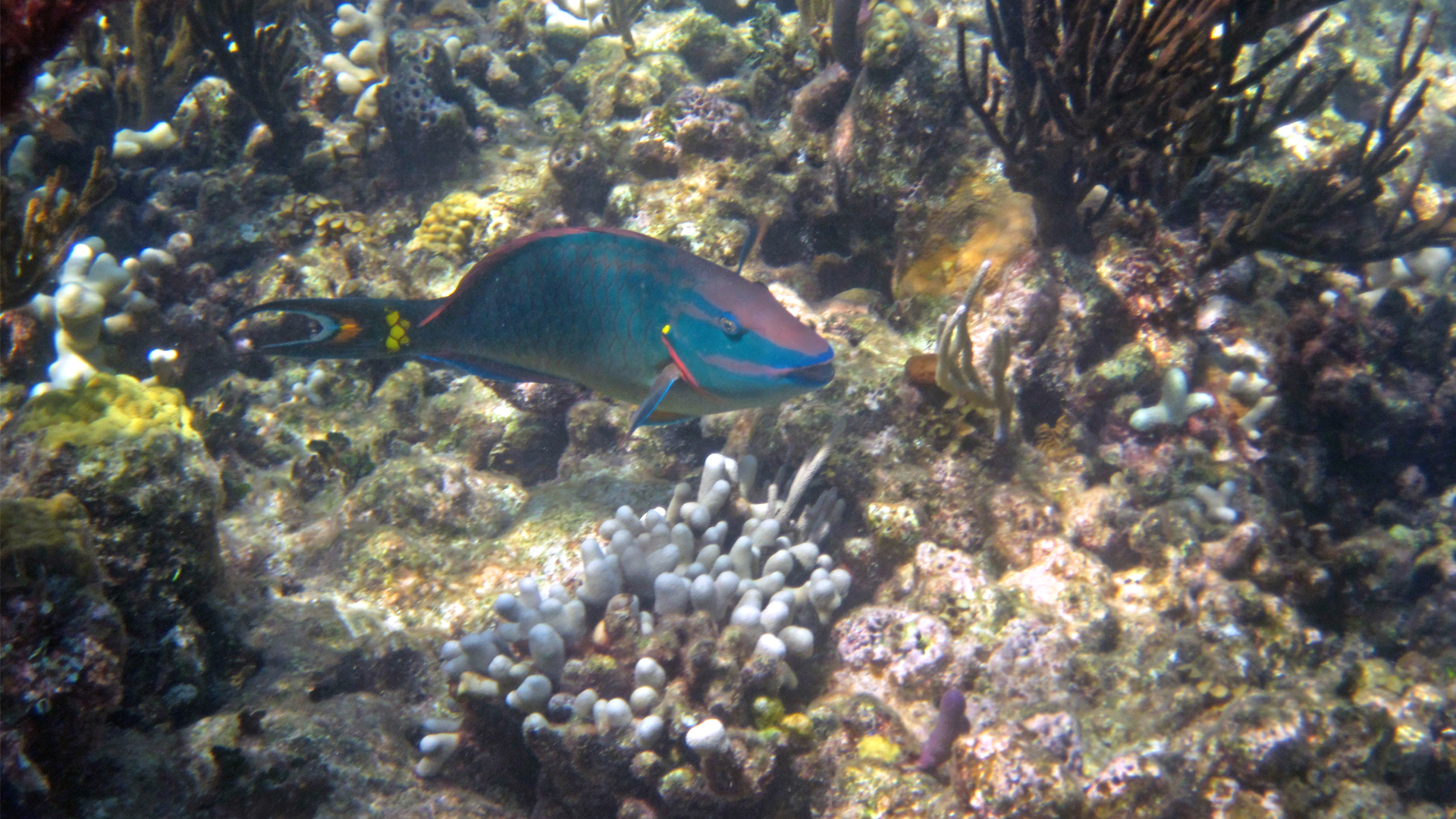 Parrotfish support healthy coral reefs, but they’re not a cure-all, and ...