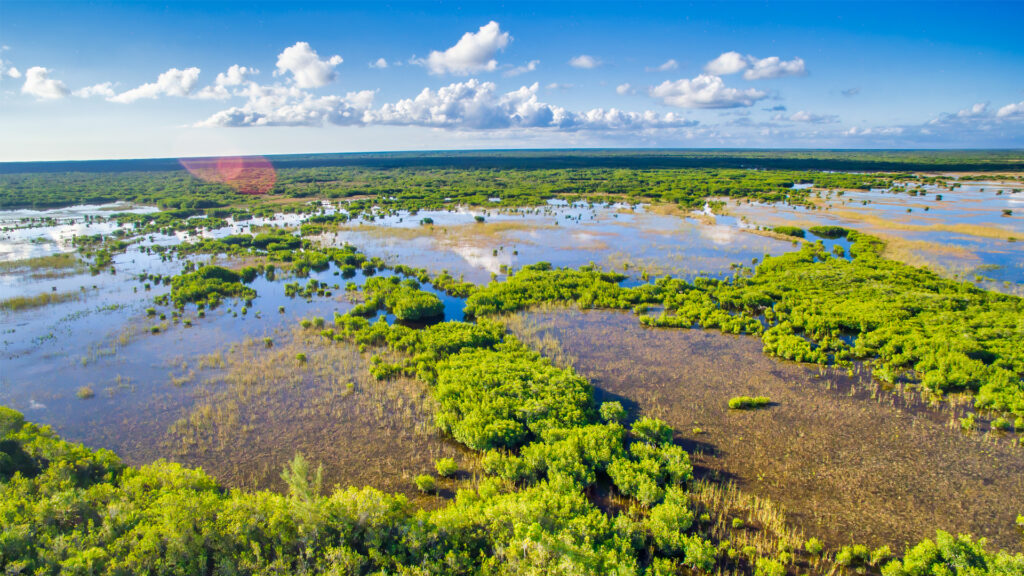 Video: Nature's tree islands and man's vegetated hammocks | The ...