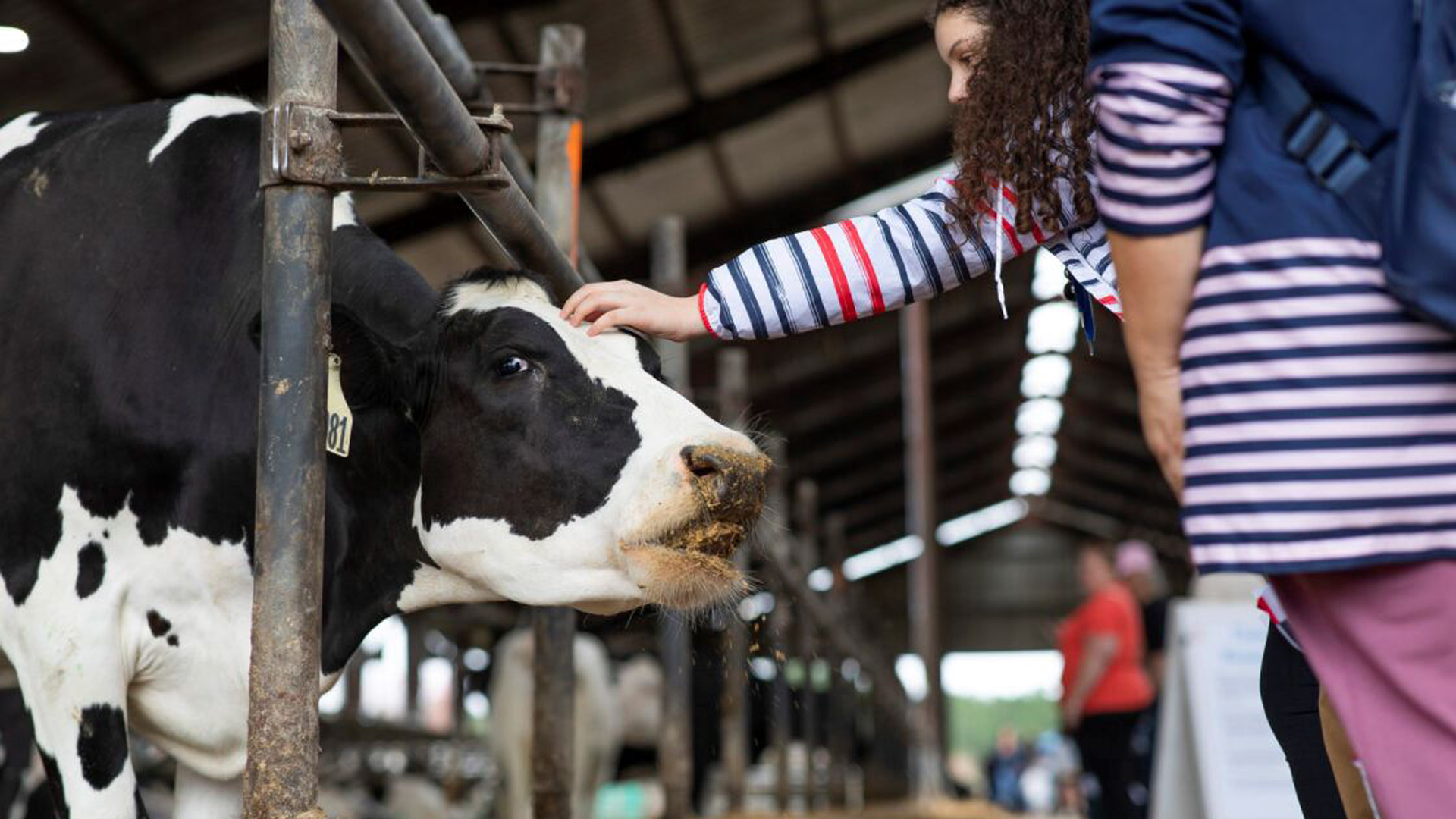 Better feed, fewer burps: UF scientists target dairy gas emissions ...