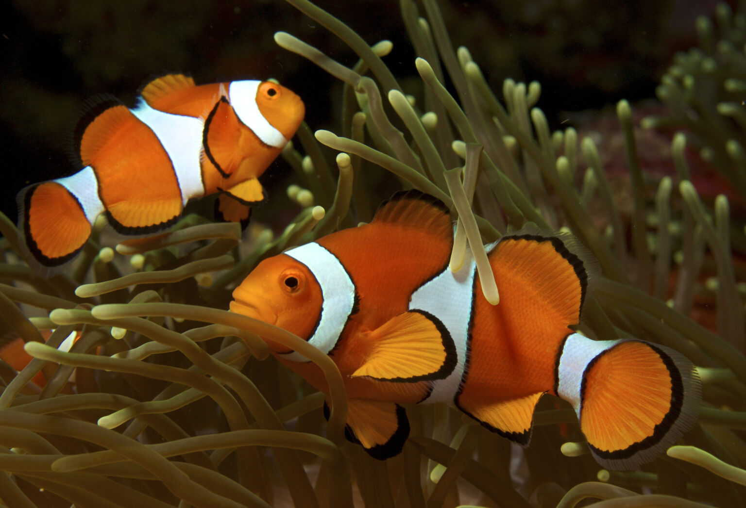 Clownfish shrink during marine heatwaves – recent study | The Invading Sea