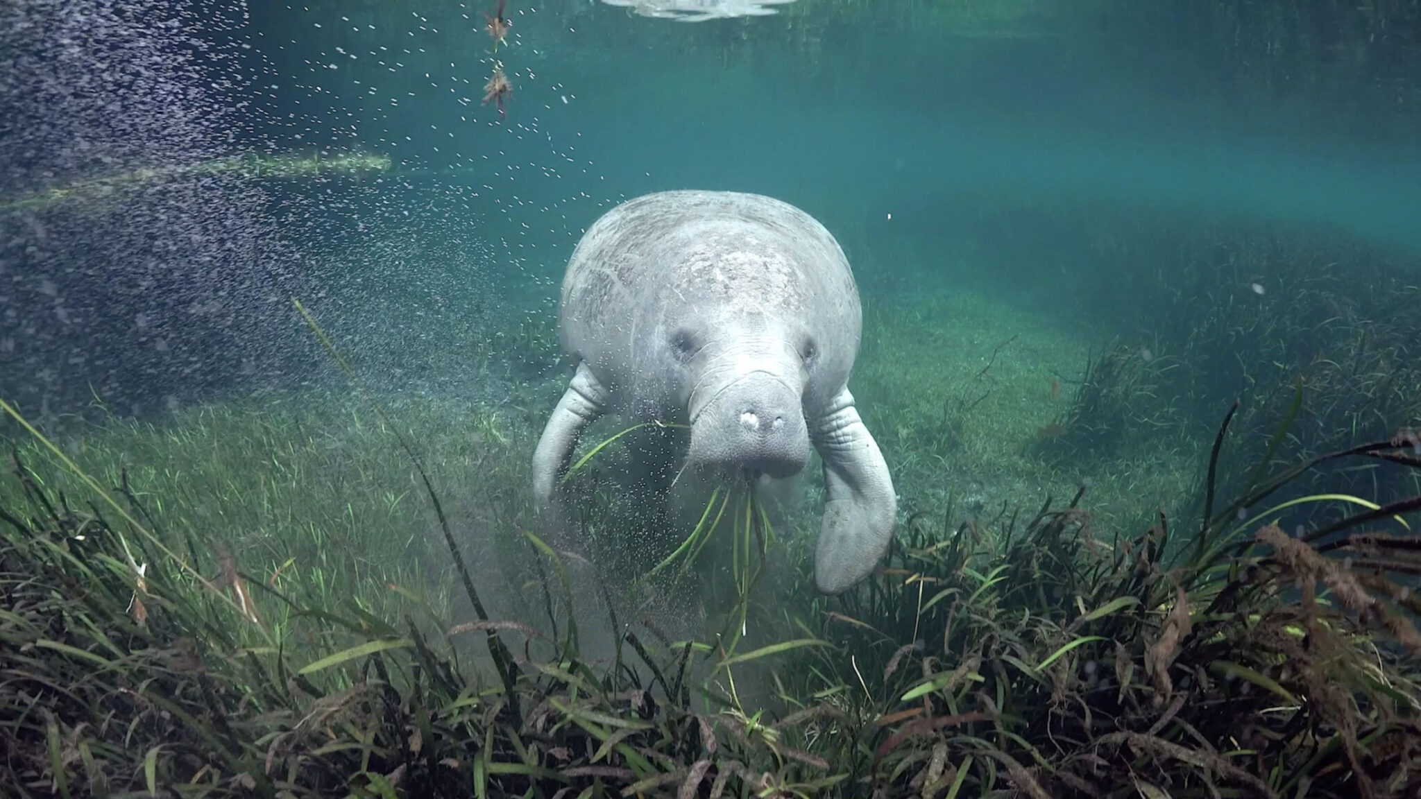 Seashells from centuries ago show that seagrass meadows on Florida’s ...
