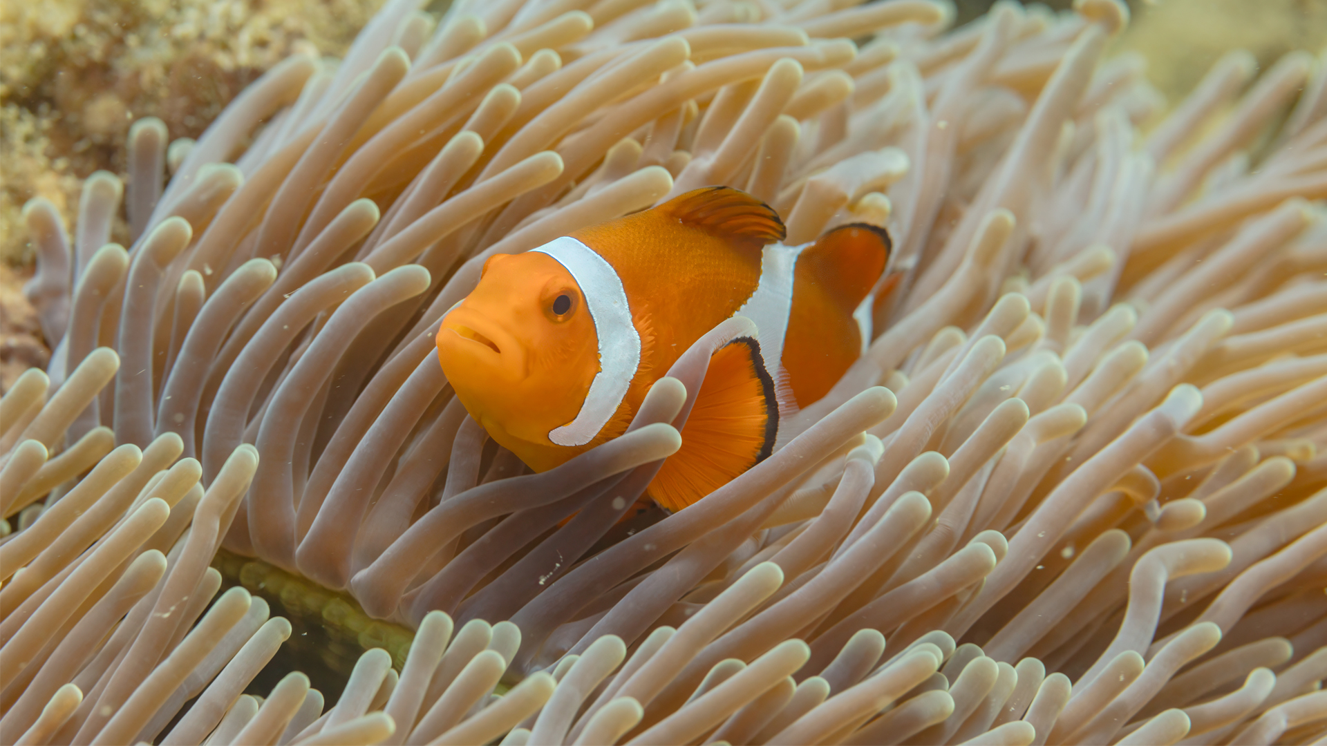 Clownfish shrink during marine heatwaves – recent study | The Invading Sea