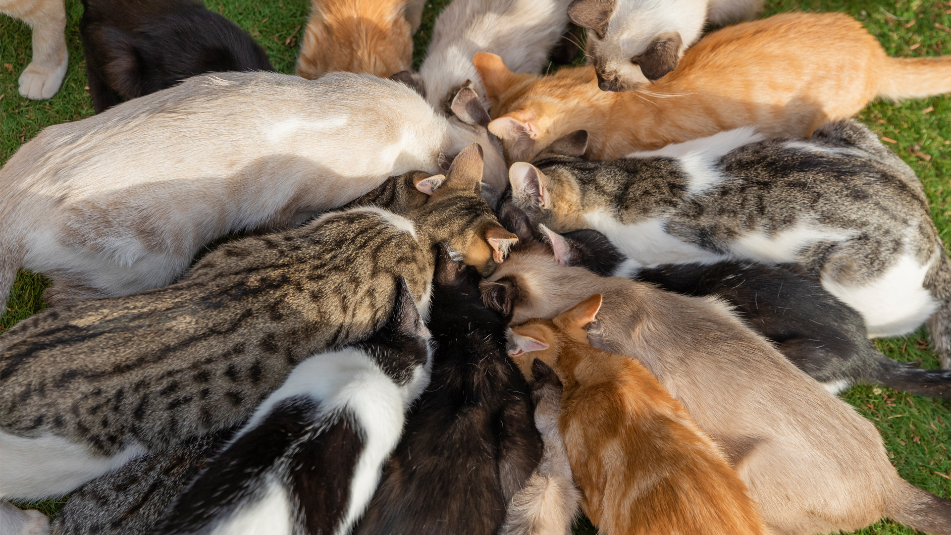 Welcome to Kitty City: A Lake Worth Beach cat colony | The Invading Sea