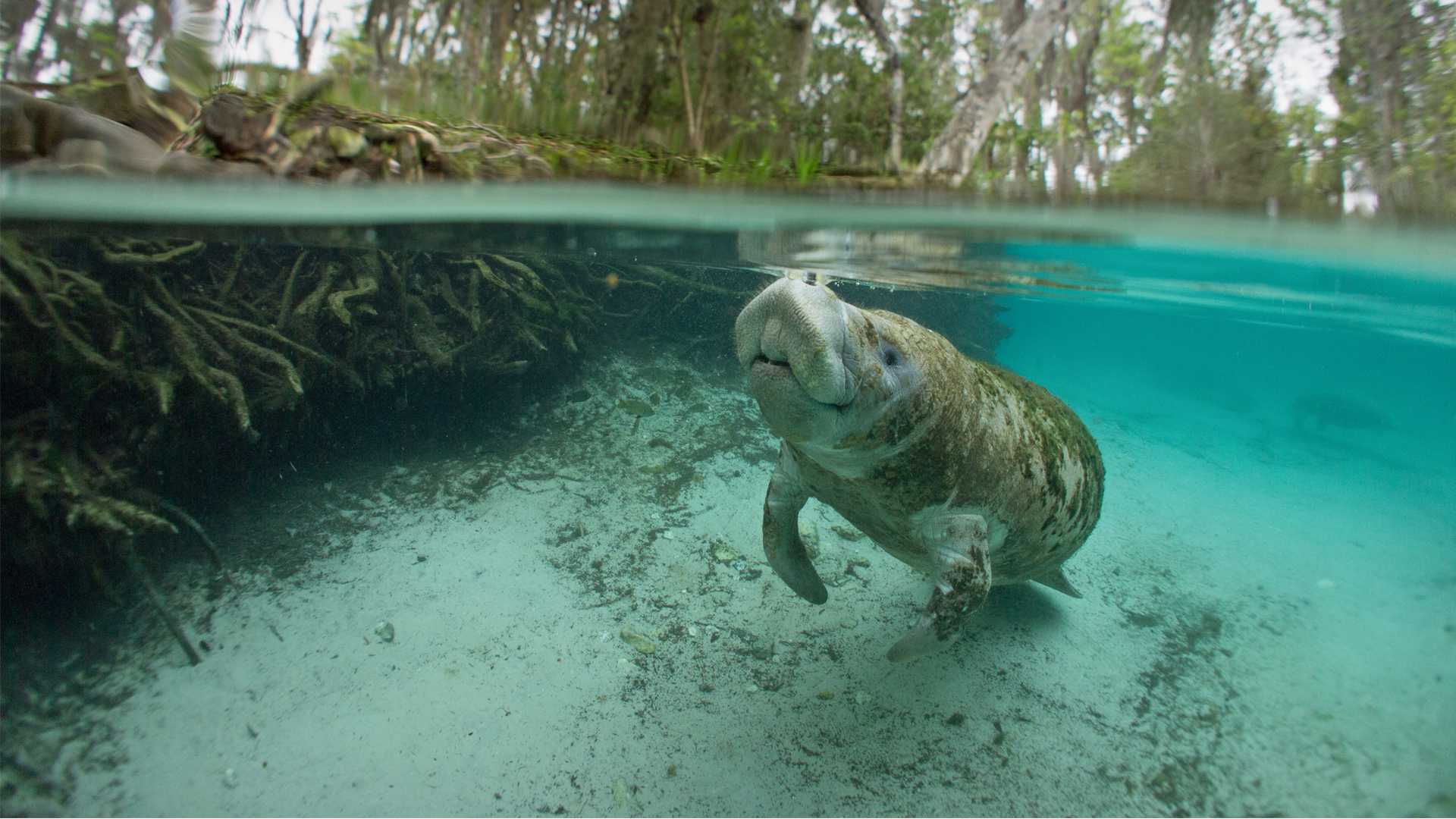 Why is the state of Florida fighting its mandate to protect manatees ...