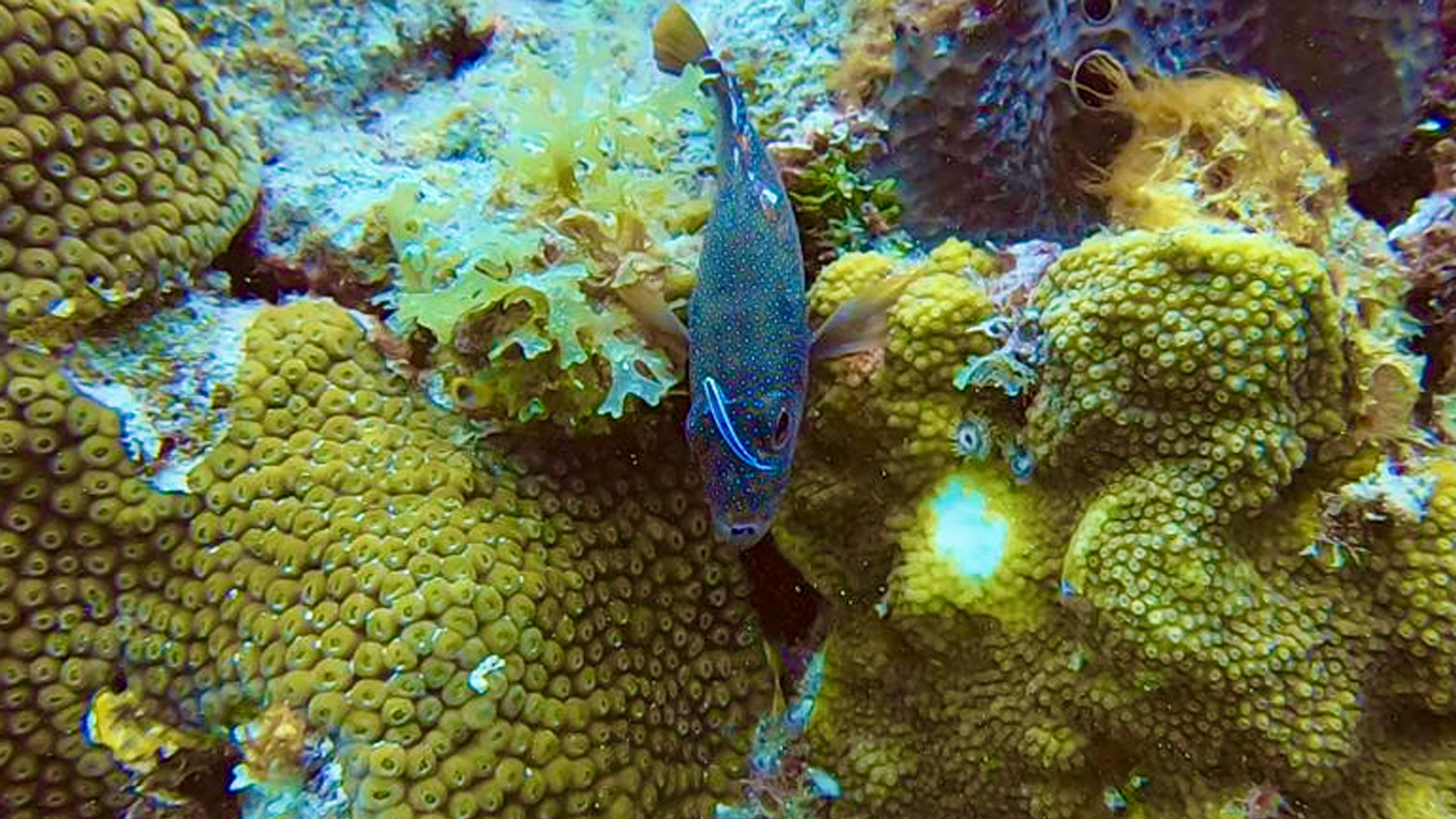 Tiny fish, big impact: Study explores how cleaner fish shape reef ...