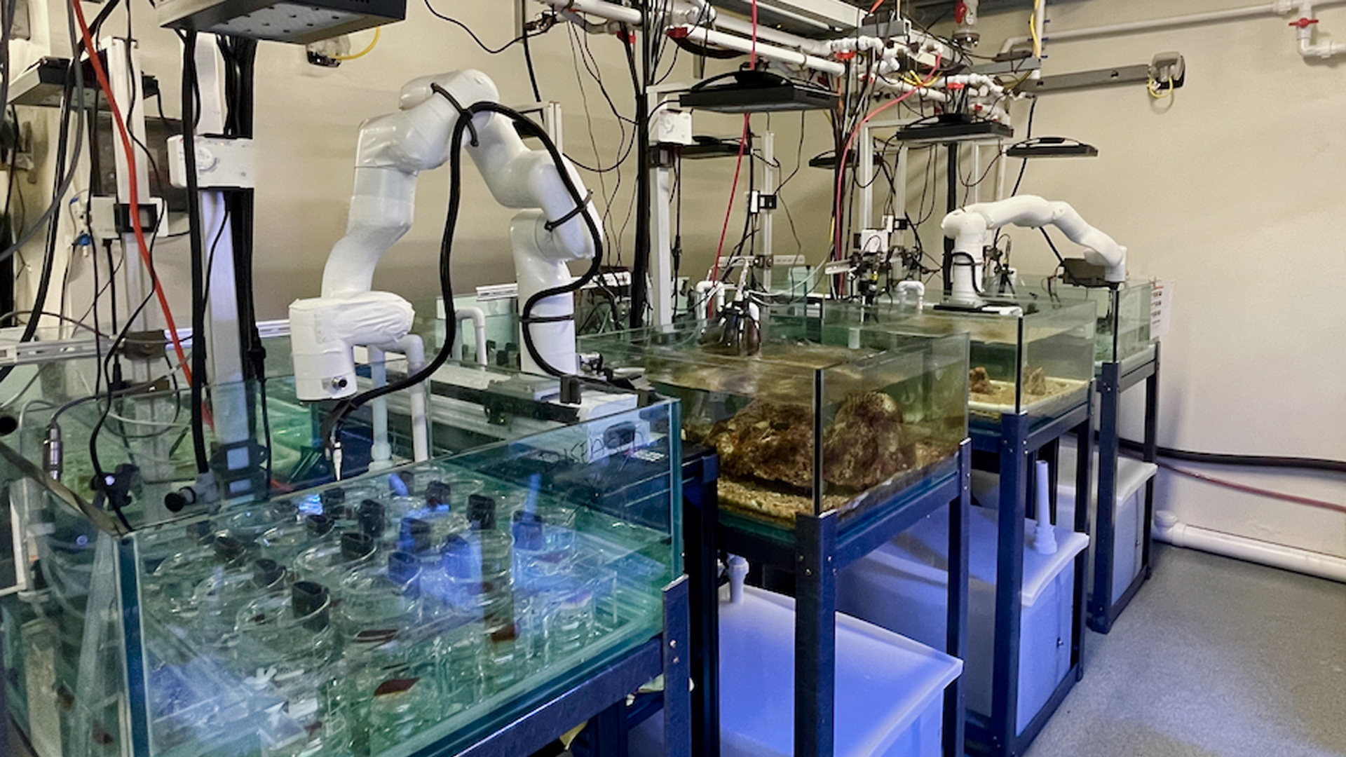 High ocean temperatures may slow deadly coral disease, new study finds | The Invading Sea