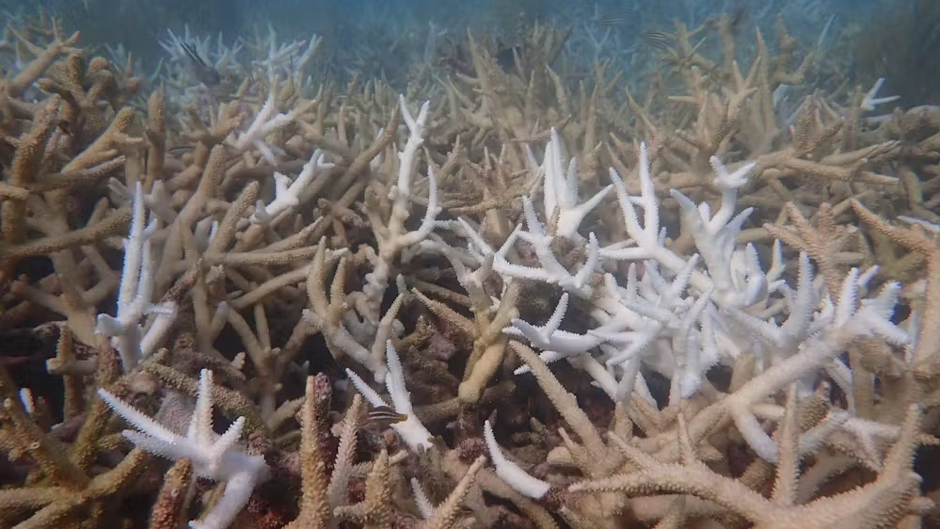 2 iconic coral species are now functionally extinct off Florida, study ...