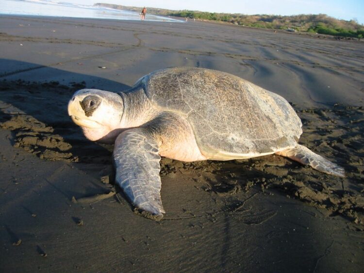 Incredible journeys: Filling in the blanks of sea turtle migrations ...