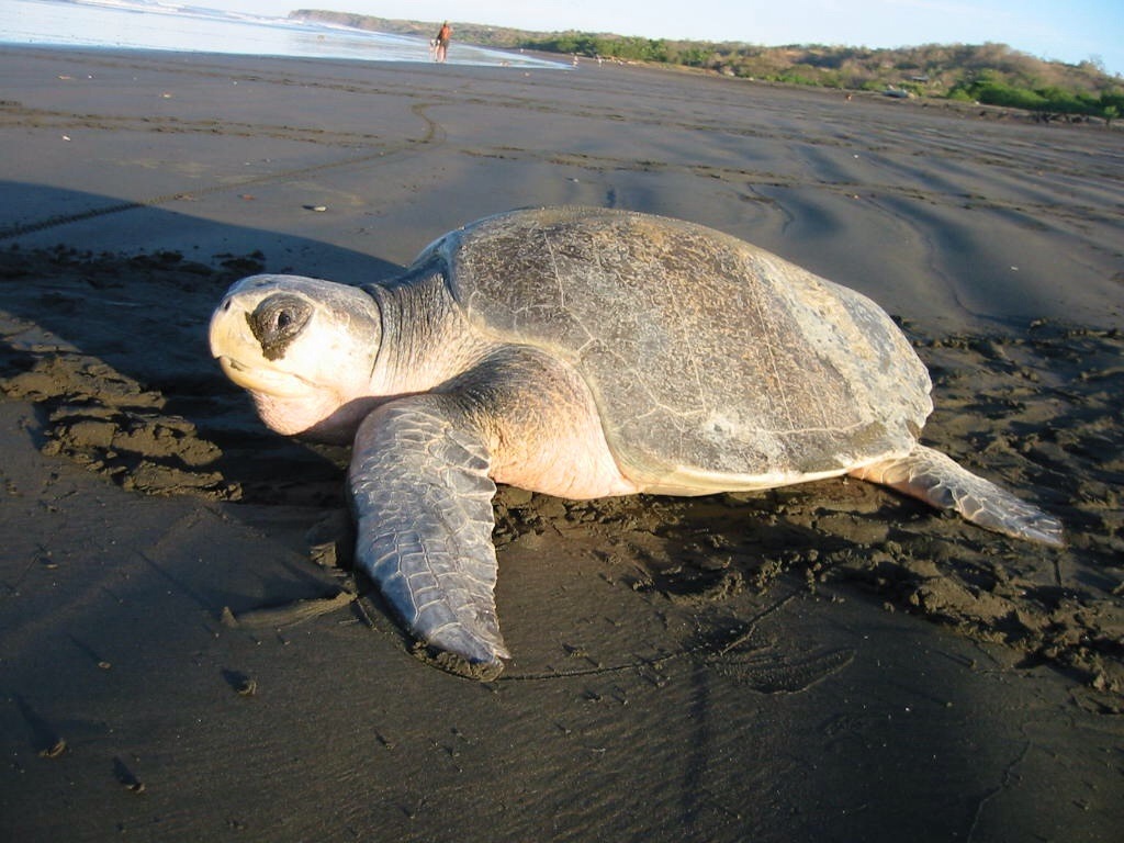 Incredible journeys: Filling in the blanks of sea turtle migrations ...